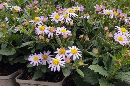 Shop | Natural Bulbs NL